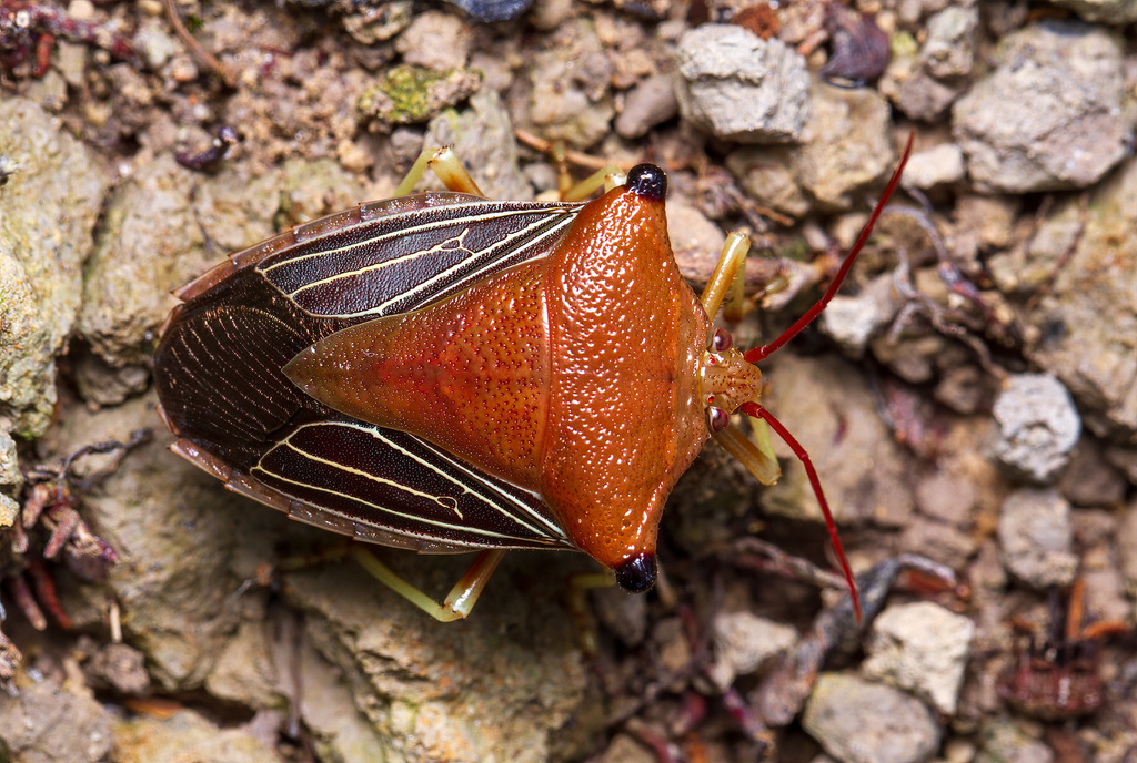 Peromatus notatus from Nova Ubiratã, MT, 78888-000, Brasil on November ...