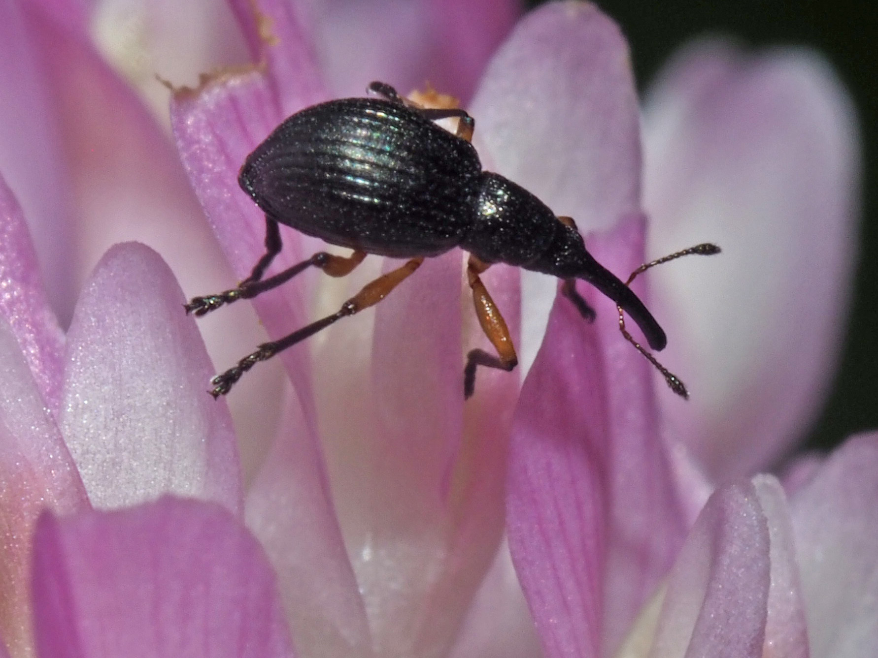 Protapion apricans (Herbst, 1797)