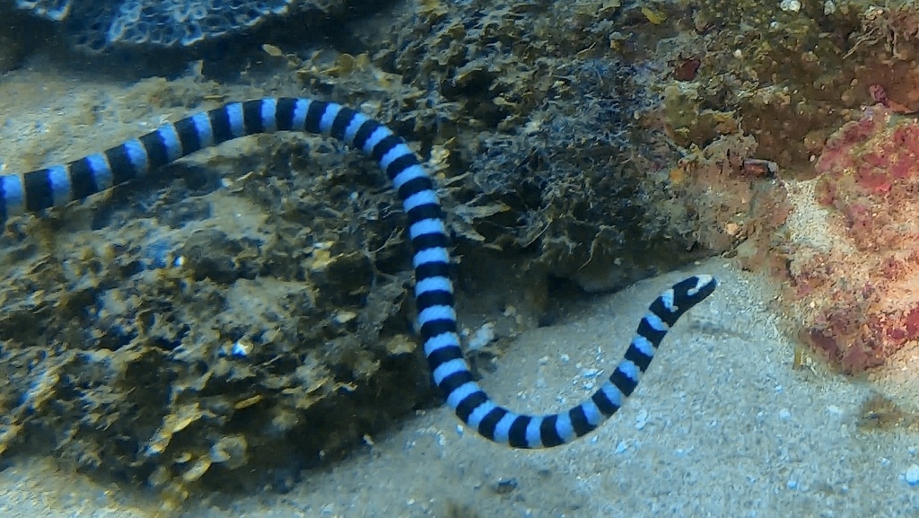 Blue-lipped Sea Krait (Laticauda laticaudata) - Snakes and Lizards