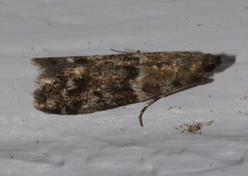 Brower's Vitula Moth from Québec, Canada on July 17, 2021 at 12:12 AM ...
