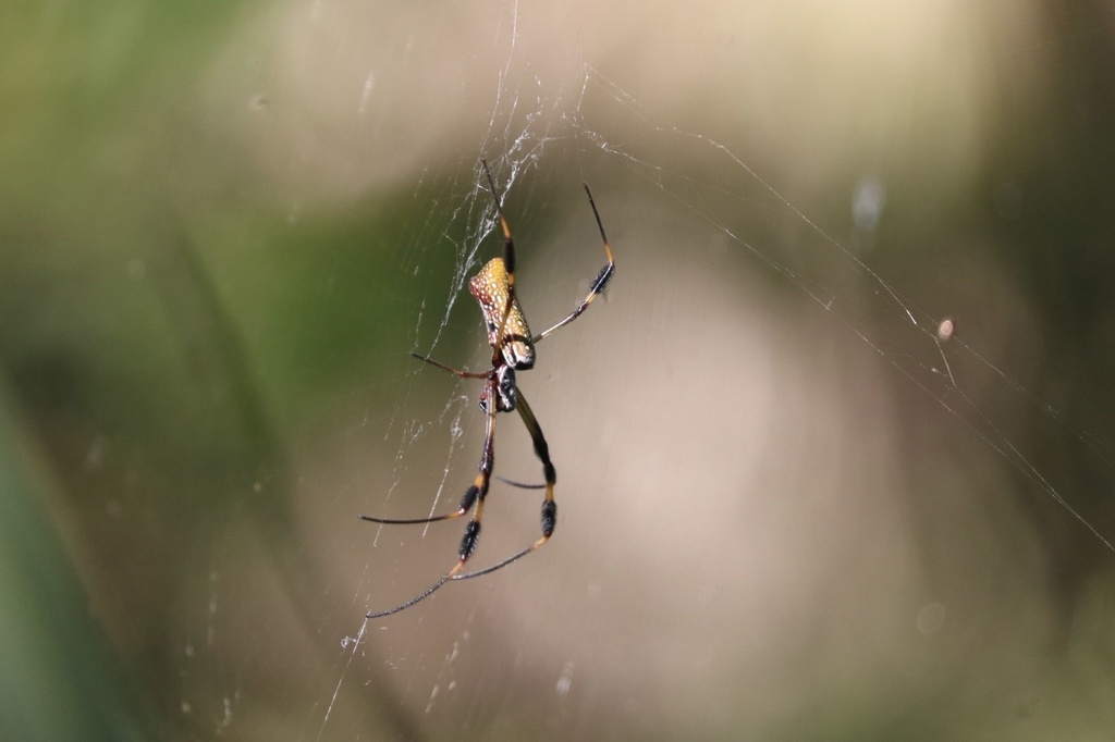Golden Silk Spider in December 2021 by Sofie · iNaturalist