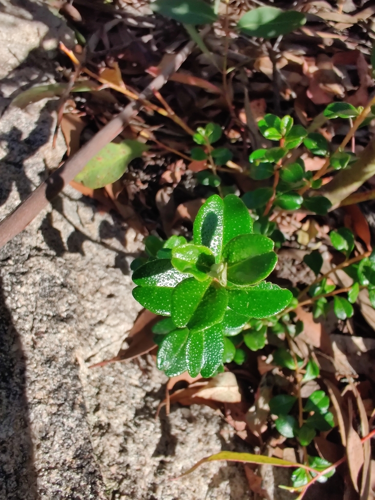 Nematolepis rhytidophylla in December 2021 by Ruby E Stephens · iNaturalist