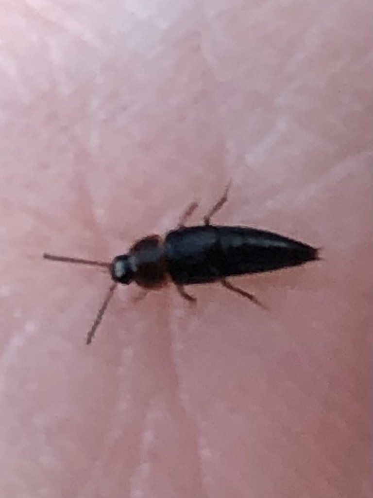 Tachinus from Michigan State University, East Lansing, MI, US on ...