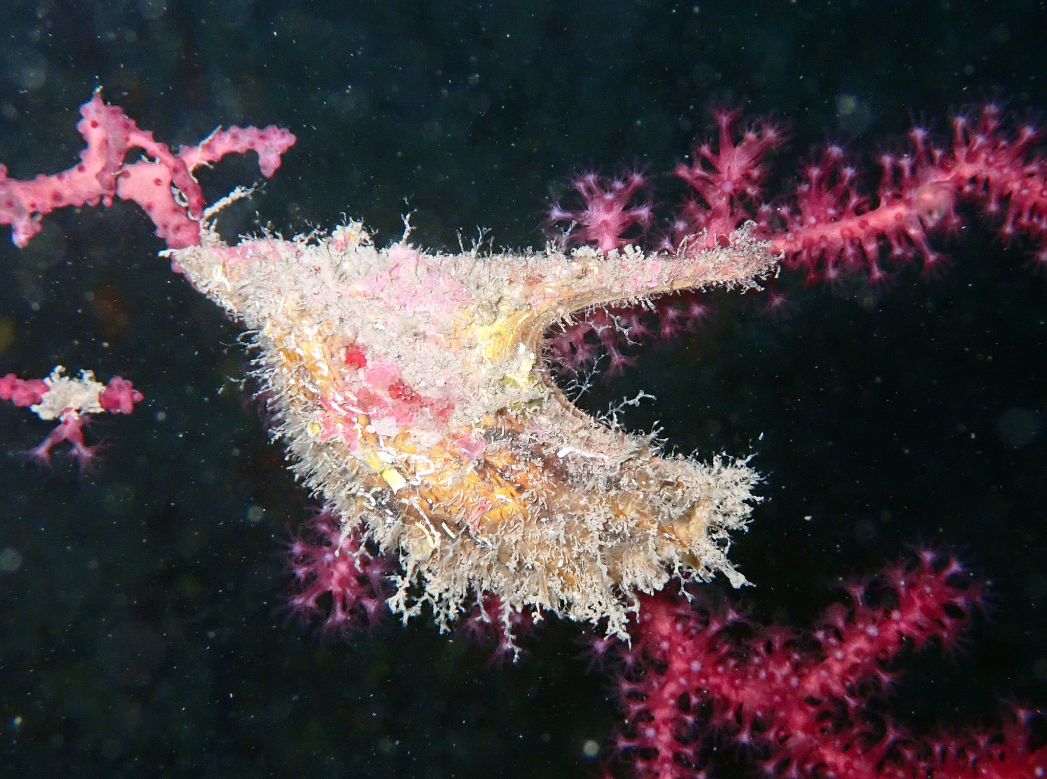 Pteria hirundo (Linnaeus, 1758)