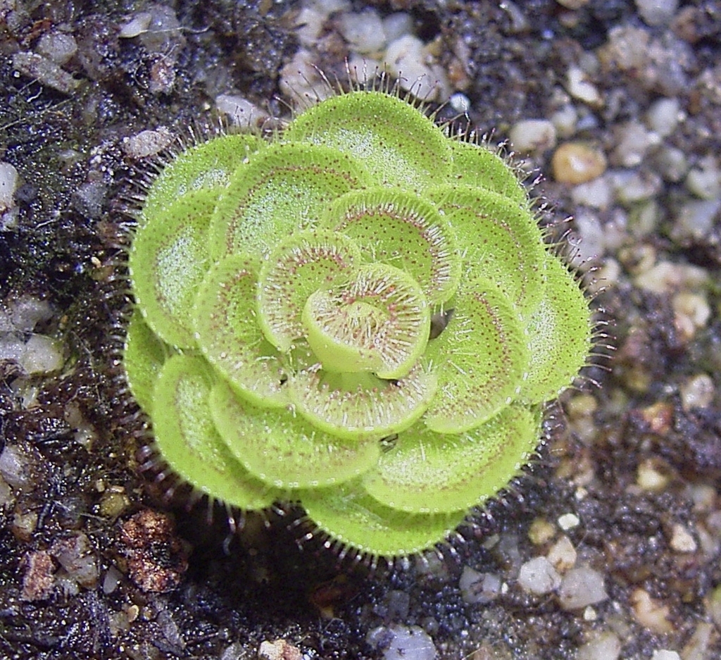 Painted Sundew (Drosera zonaria) - Botanical Realm