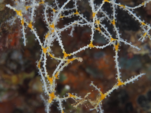 Melithaea delicata · iNaturalist