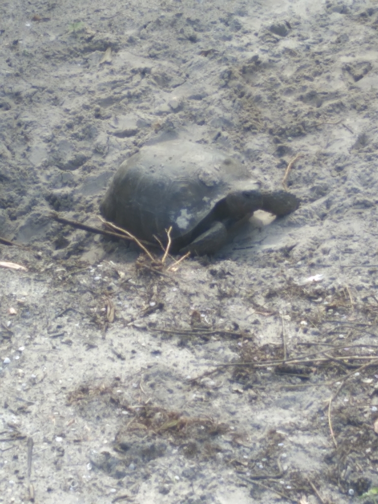 Gopher Tortoise in December 2021 by pcolarus · iNaturalist
