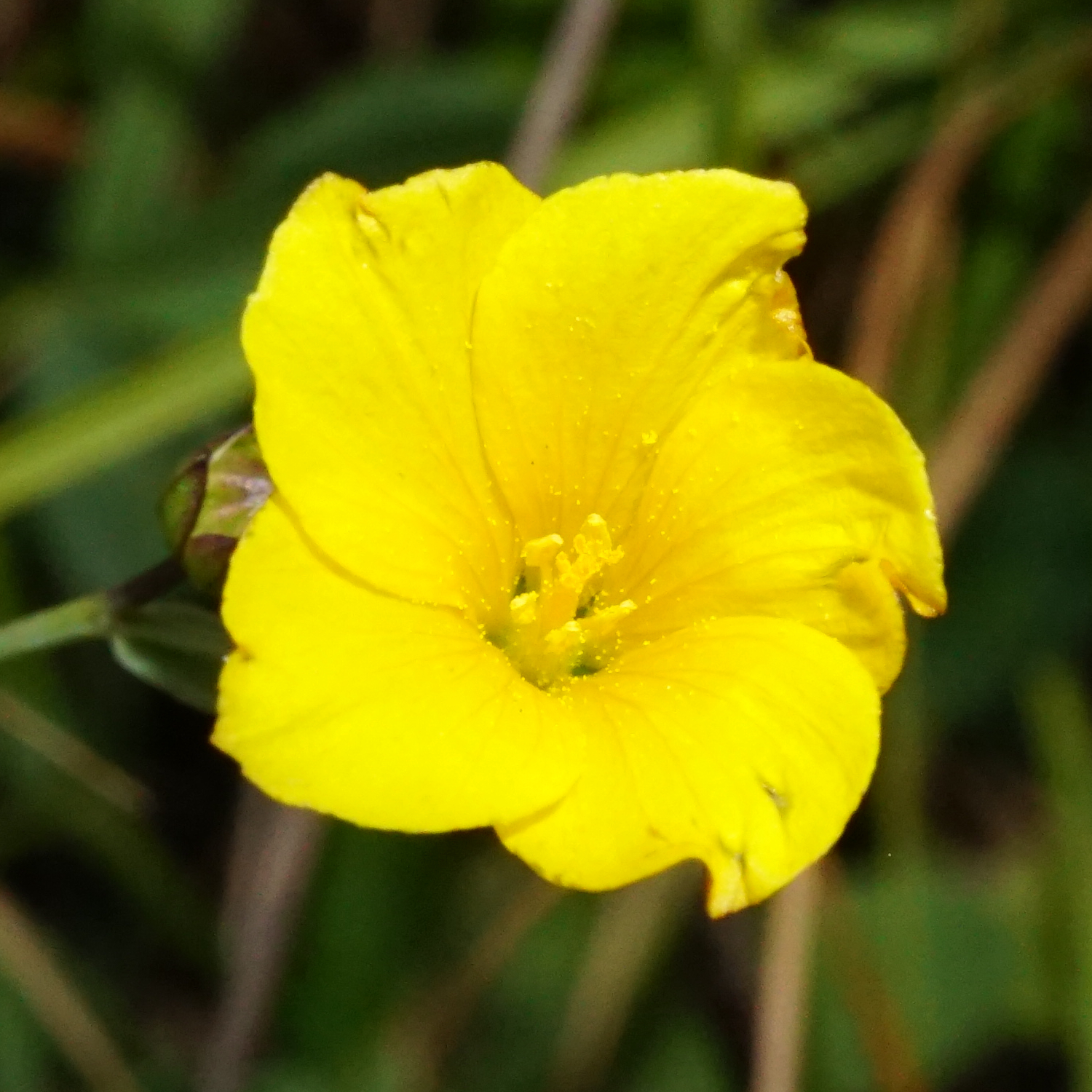 Linum maritimum L.
