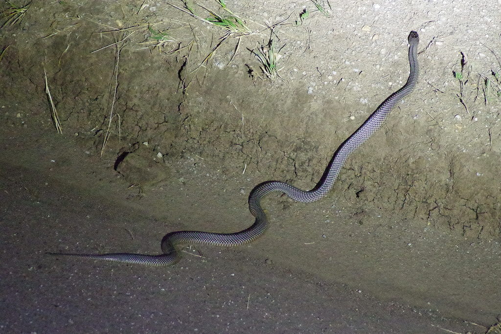 Central African Forest File Snake from Kasese, Ouganda on January 21 ...