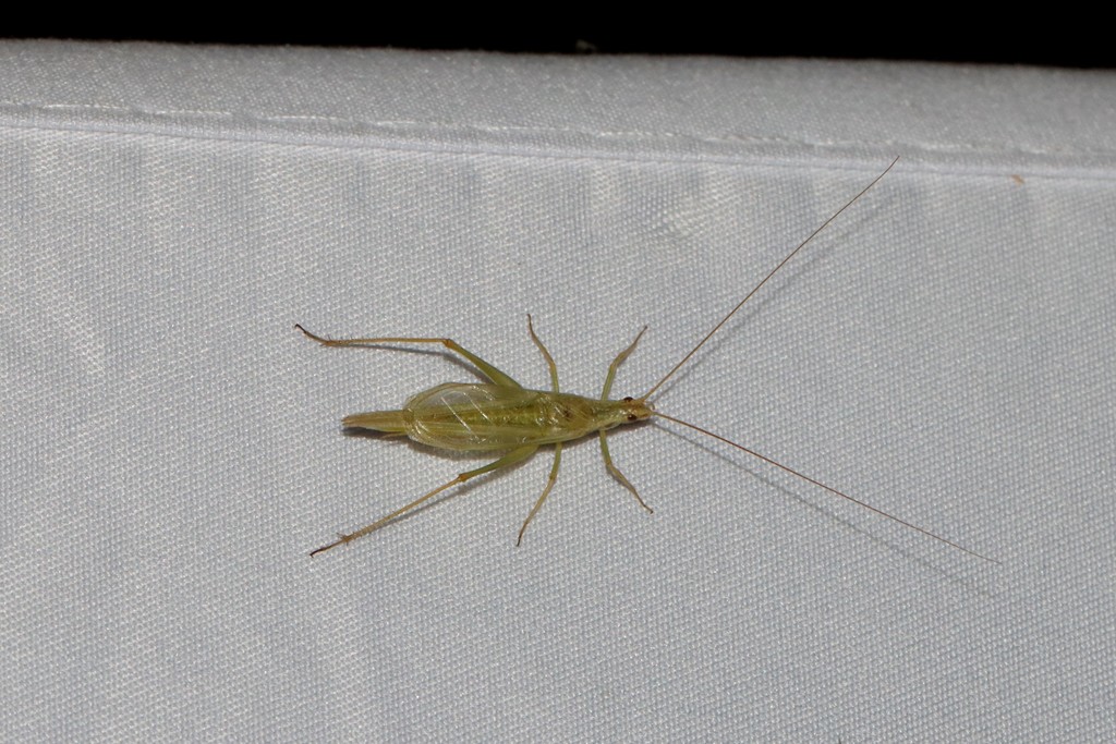 Prairie Tree Cricket from Lewisville, TX, USA on October 21, 2021 at 08 ...