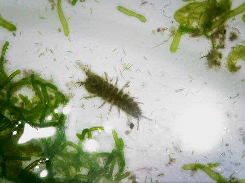 Caecidotea xochimilca · iNaturalist