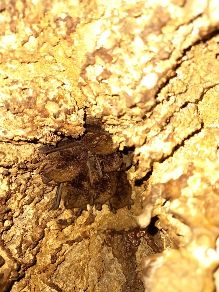 Cuban Evening Bat in December 2021 by Dayron Breto · iNaturalist