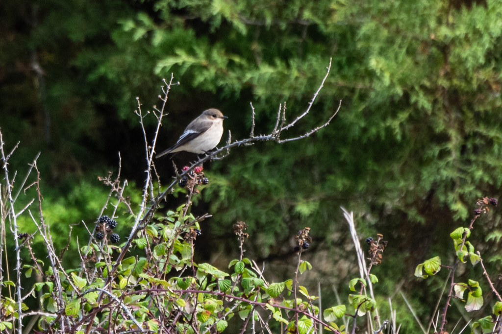 European Pied Flycatcher from Cadaval, 2550, Portugal on September 11 ...