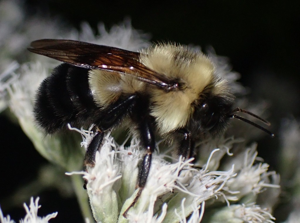 Rusty-patched Bumble Bee in July 2021 by Angus Mossman. Resting after ...