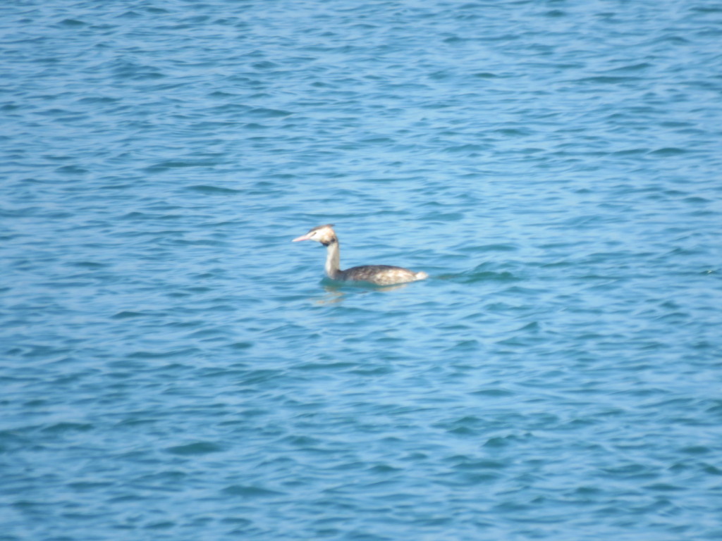 Great Crested Grebe from Sadowaracho, Miyazaki, Japan on February 08 ...