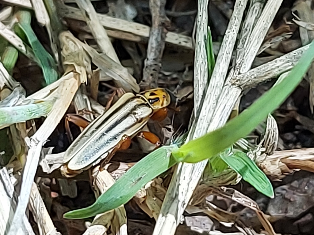 Chauliognathus scriptus from Cnel Pringles, San Luis, Argentina on ...