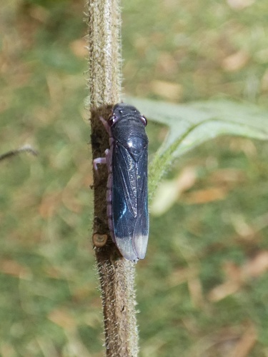 Oncometopia cordillerensis · iNaturalist
