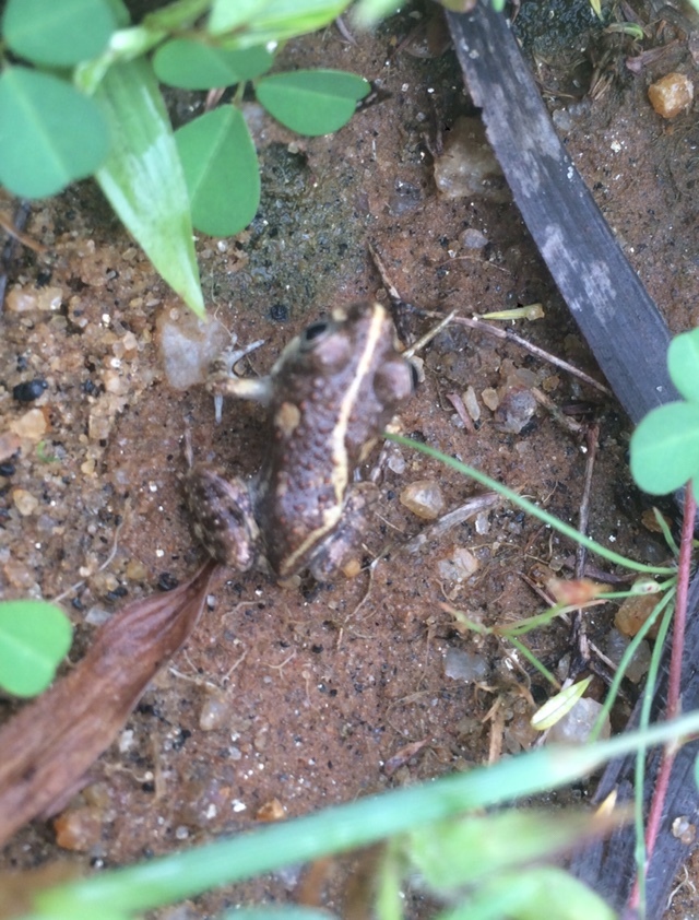 Sphaerotheca breviceps (Schneider, 1799)