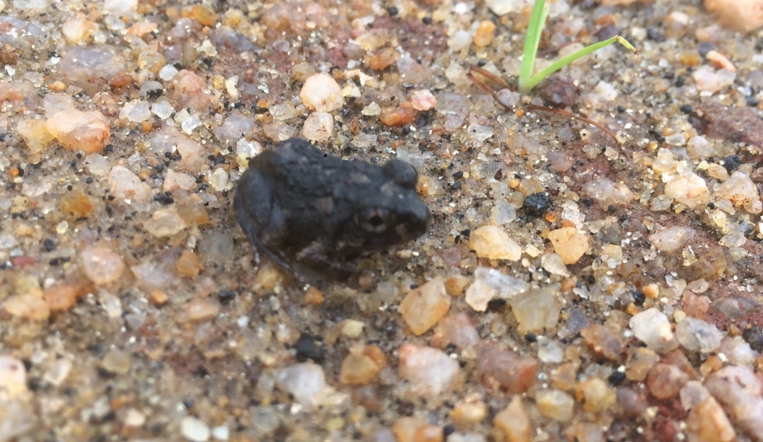 Sphaerotheca breviceps (Schneider, 1799)