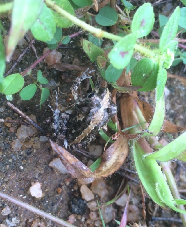 Sphaerotheca breviceps (Schneider, 1799)
