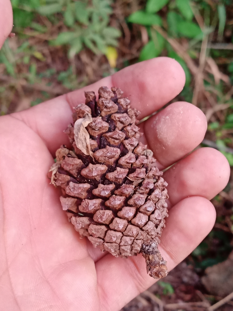 pines from Santa Cruz de Yojoa, HN-CR, HN on December 16, 2021 at 08:24 ...