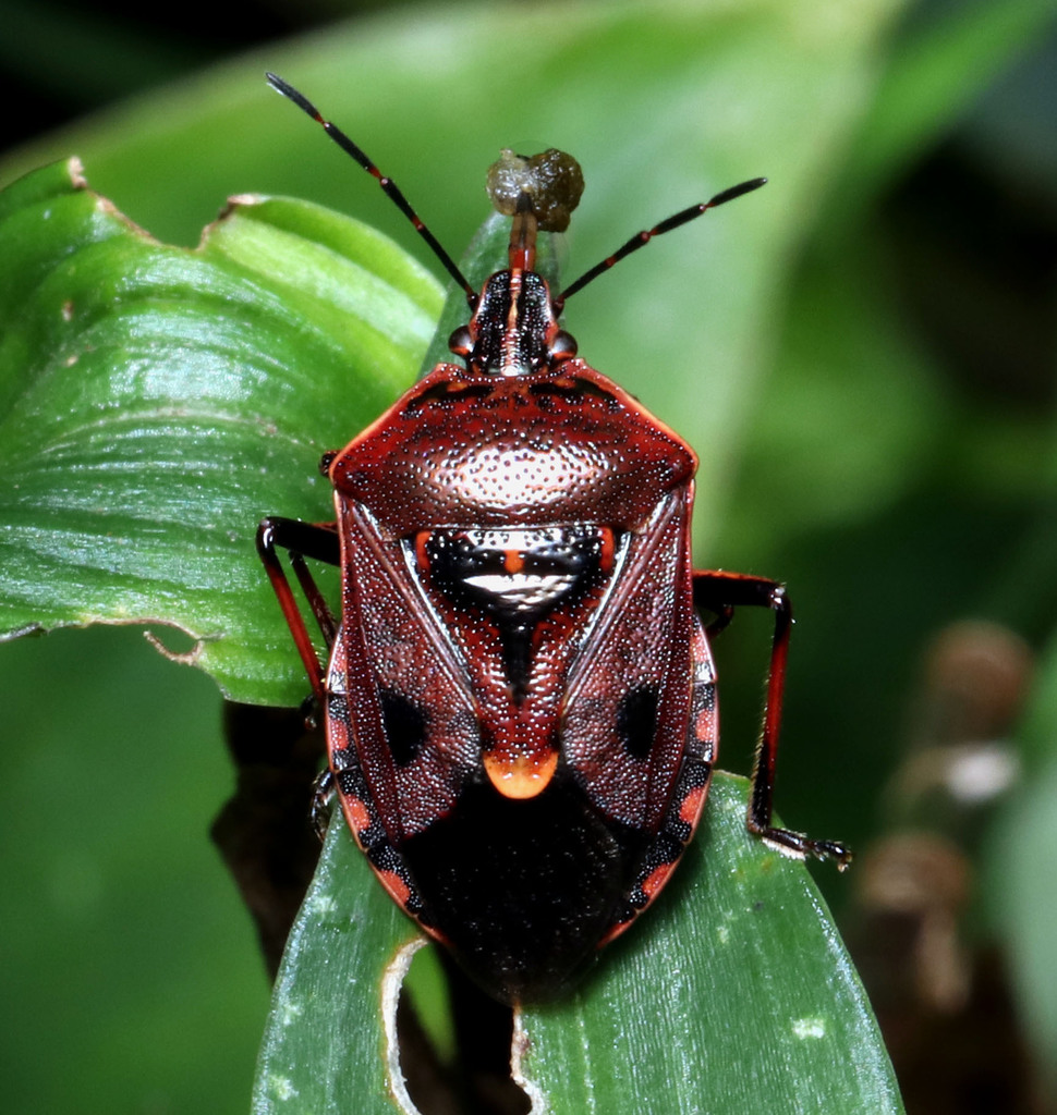 Brown soldier bug in November 2021 by juliegraham173 · iNaturalist