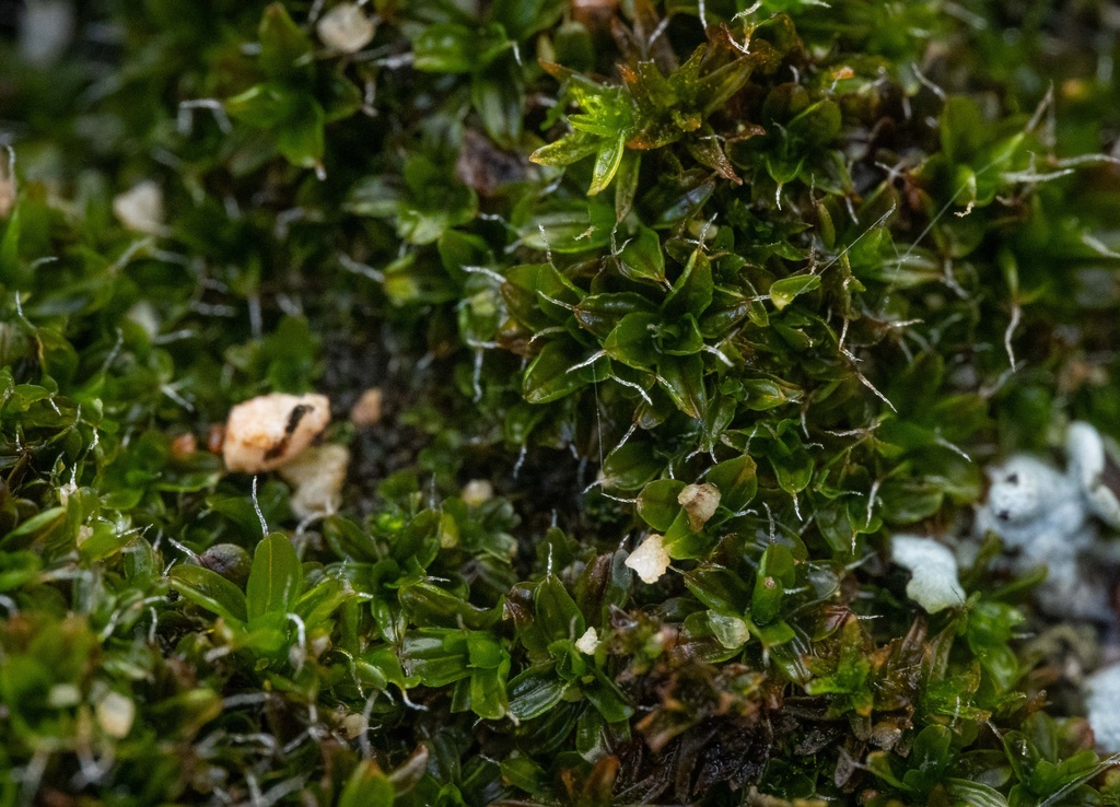 Pottiaceae from Wildwood Canyon Rd, Yucaipa, CA, US on December 15 ...