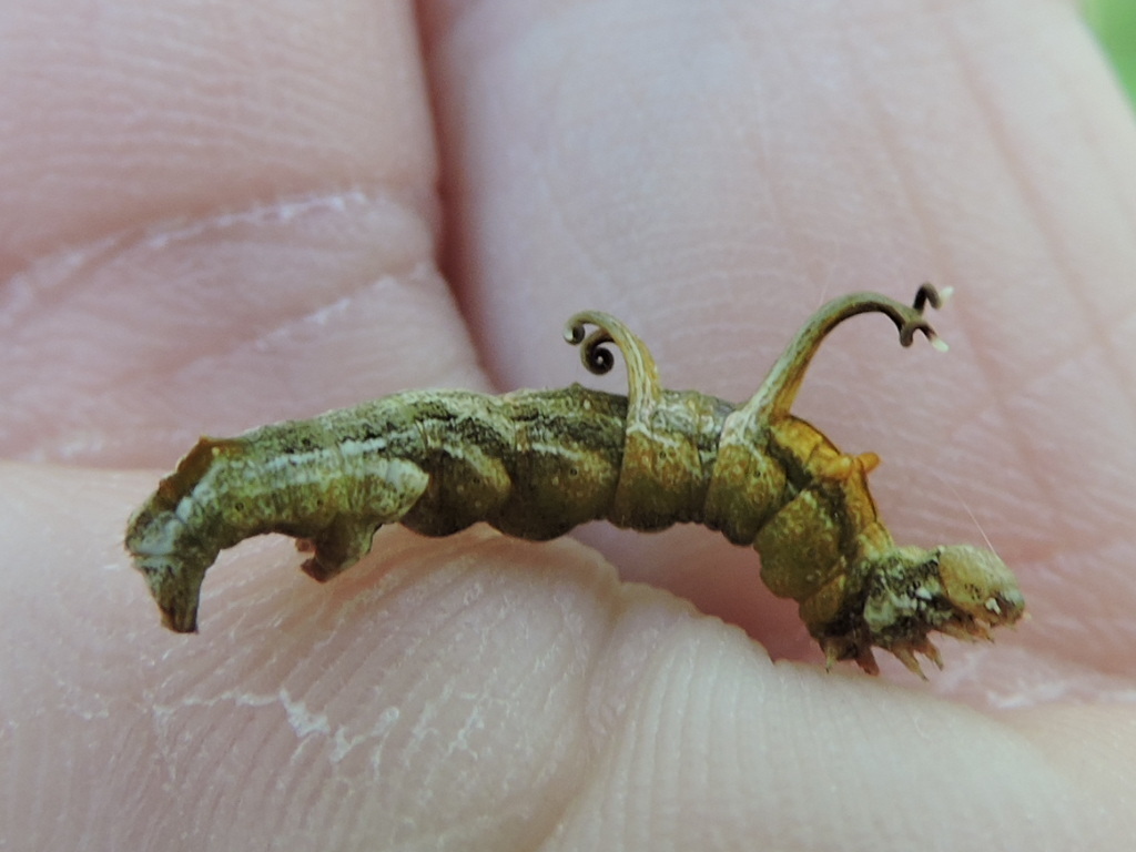 Horned Spanworm Moth (Caterpillars of Ontario) · iNaturalist