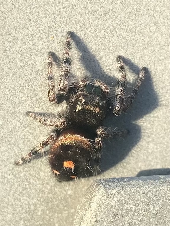 Bold Jumping Spider from Texas A&M University, College Station, TX, US ...