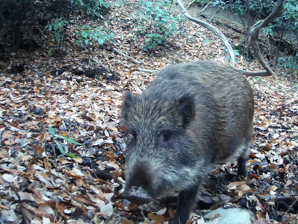Japanese Boar (Sus scrofa leucomystax) - Know Your Mammals