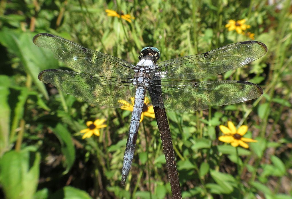Great Blue Skimmer from Chesterfield, Virginia, United States on ...