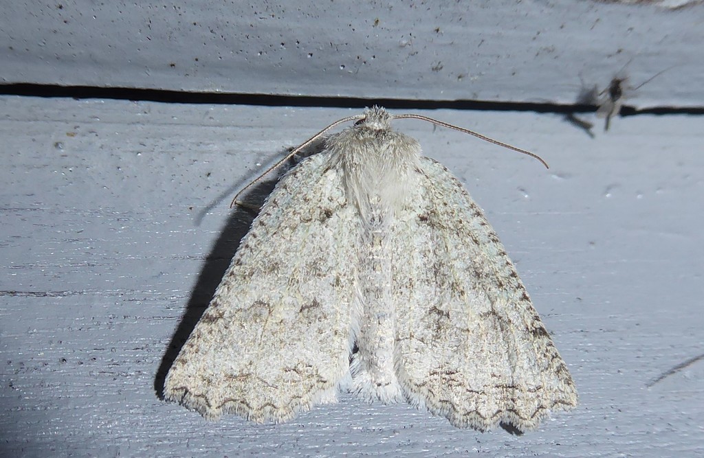 Declana niveata from Waikouaiti, New Zealand on December 08, 2021 at 11 ...