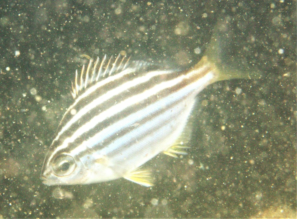 Australian Mado (Fishes of Chowder Bay, Sydney, Australia) · iNaturalist