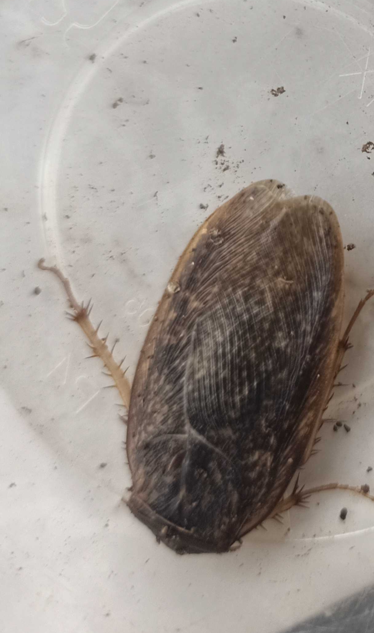 Eupolyphaga sinensis (Walker, 1868)