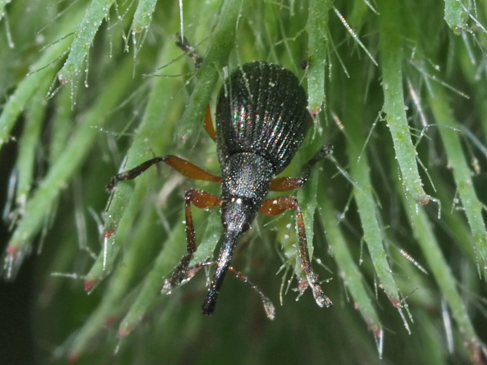 Protapion trifolii (Linnaeus, 1768)