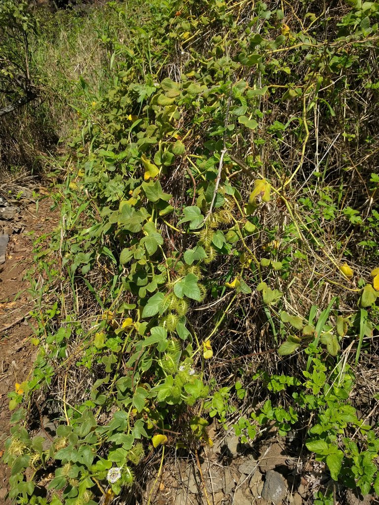 Passiflora ciliata from Honolulu, Hawaii, United States on December 13 ...
