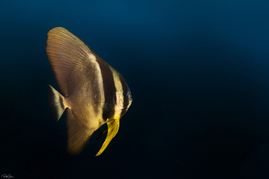 Longfin Batfish from Byron, AU-NS, AU on November 16, 2015 at 03:38 AM ...