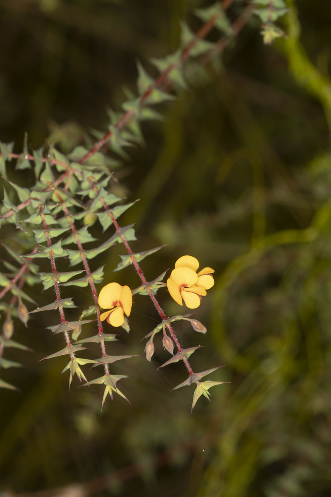 spiny bush-pea from Tabbimoble NSW 2472, Australia on December 16, 2021 ...