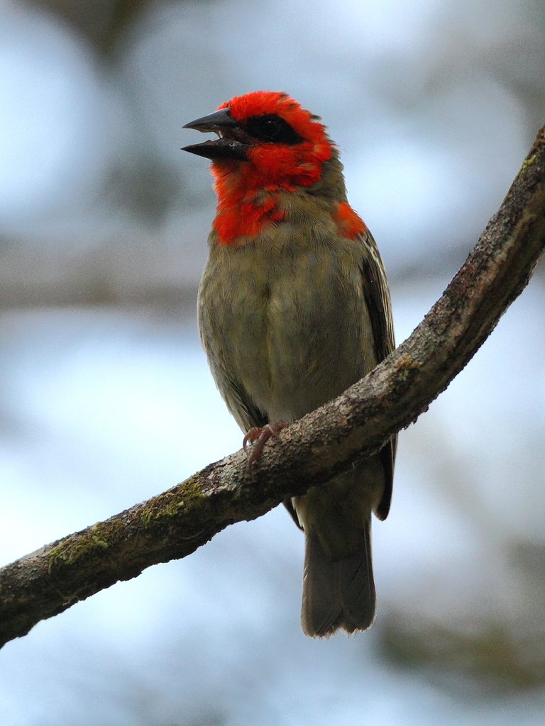 Forest Fody from Alaotra-Mangoro, Madagaskar on October 26, 2012 at 09: ...