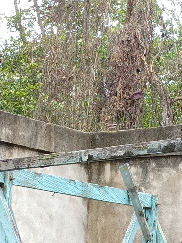 Malaysian Pied-Fantail from Banjar Baru, Landasan Ulin Bar., Kec. Liang ...