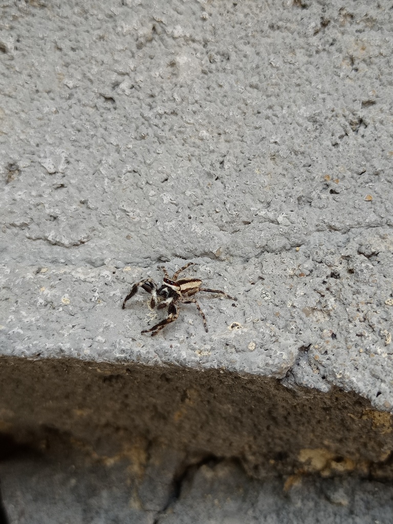 Gray Wall Jumping Spider from Banjar Baru, Landasan Ulin Bar., Kec ...