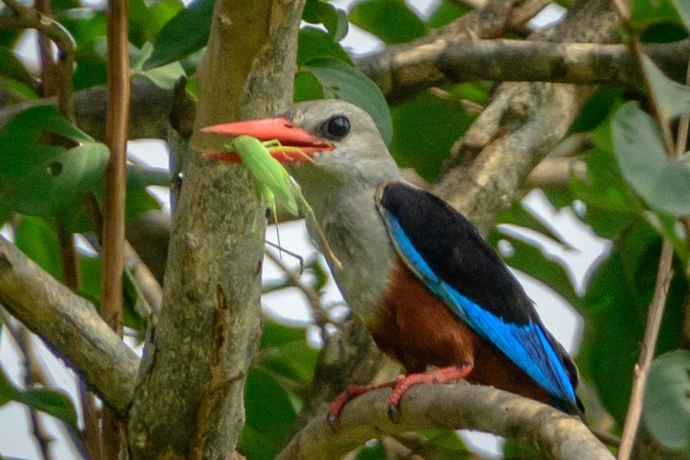 Gray-headed Kingfisher from Ogunu/Ekurede-Urhobo, Nigeria on December ...