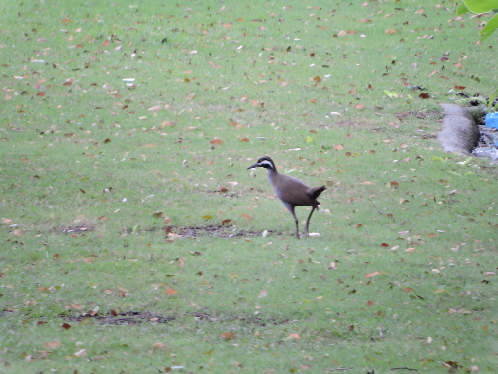 Barred Rail (Philippine) (Gallirallus torquatus torquatus) - Avian ...