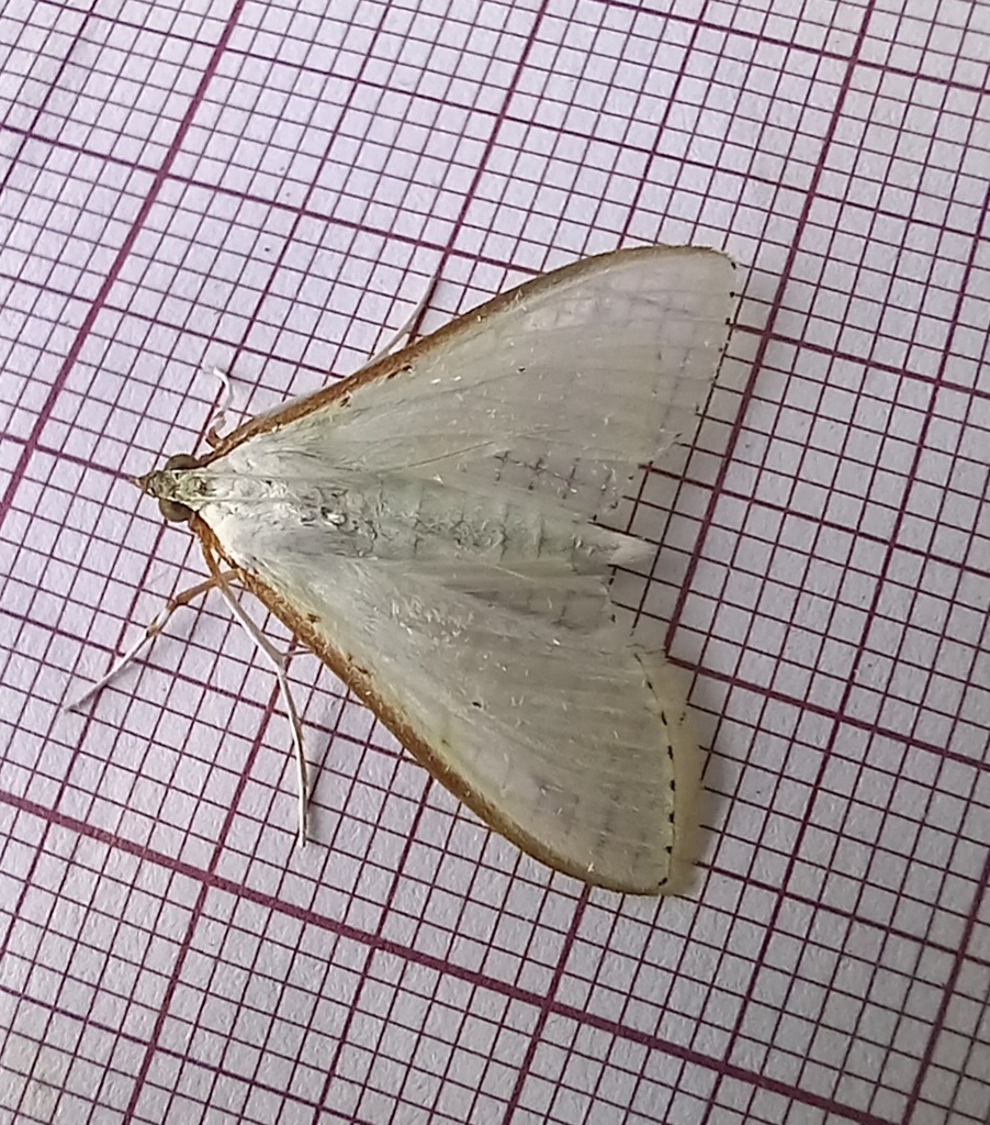 Jasmine Moth from Rua Professor José Sebastião e Silva on December 17 ...