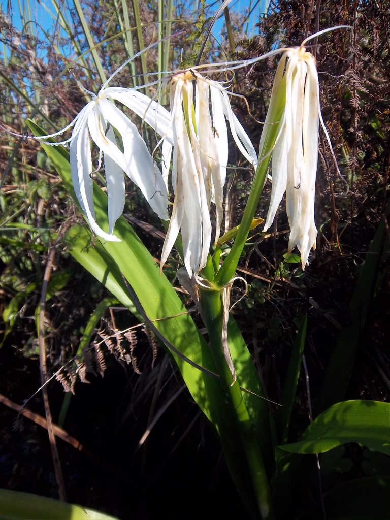 Southern Swamp Crinum from Marion County, FL, USA on December 16, 2021 ...