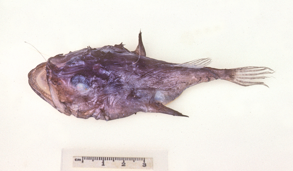Goosefish (Lophiodes naresi) - Marine Life Identification