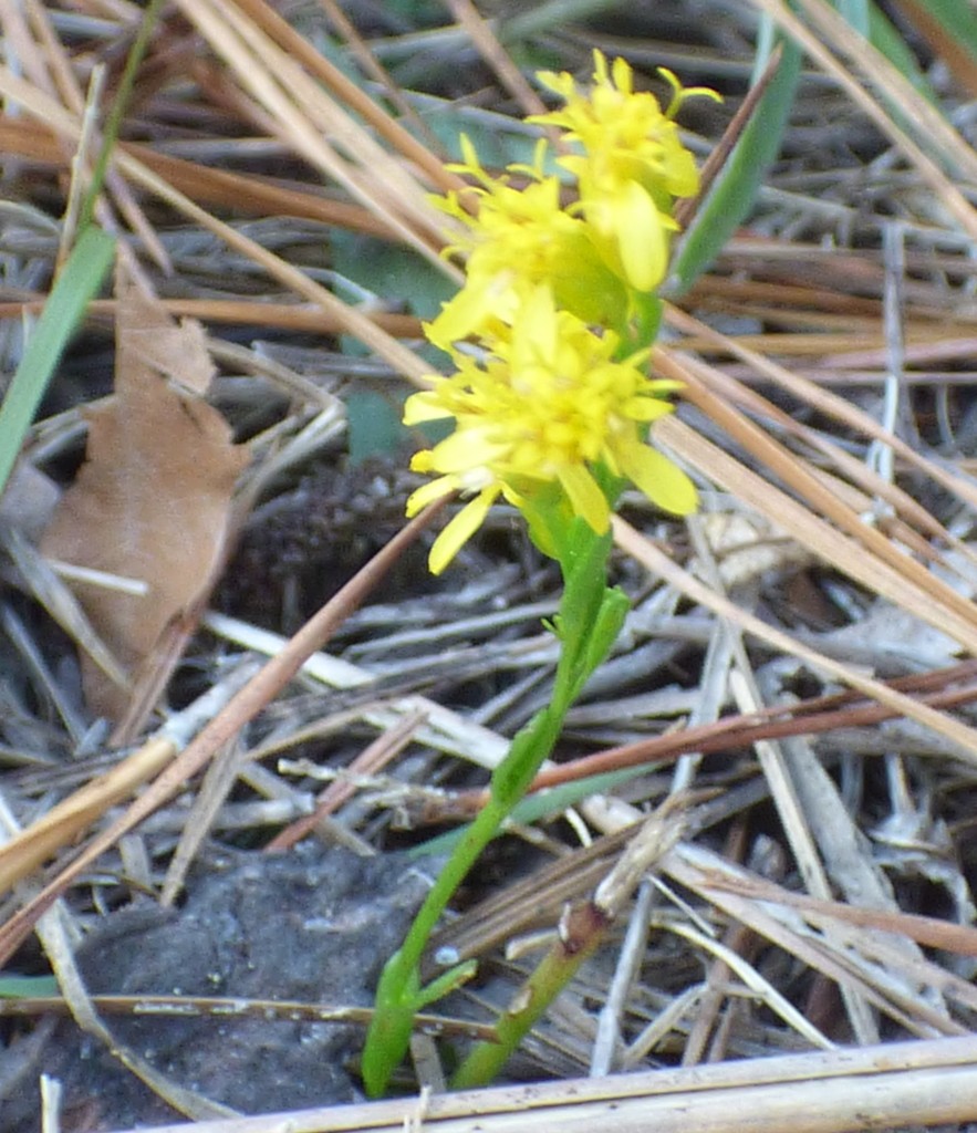 goldenrods from TCL {New River Campus} - Beaufort County, SC, USA on ...