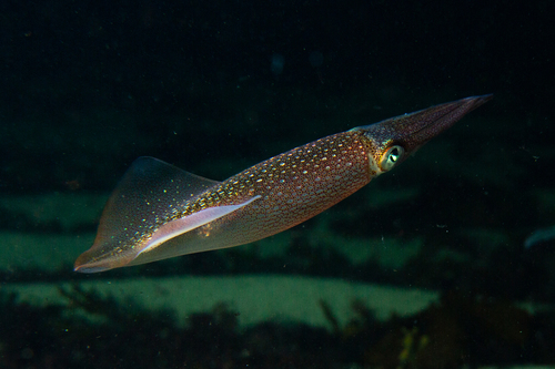 Calamar pálido (Doryteuthis pealeii) · iNaturalist Mexico