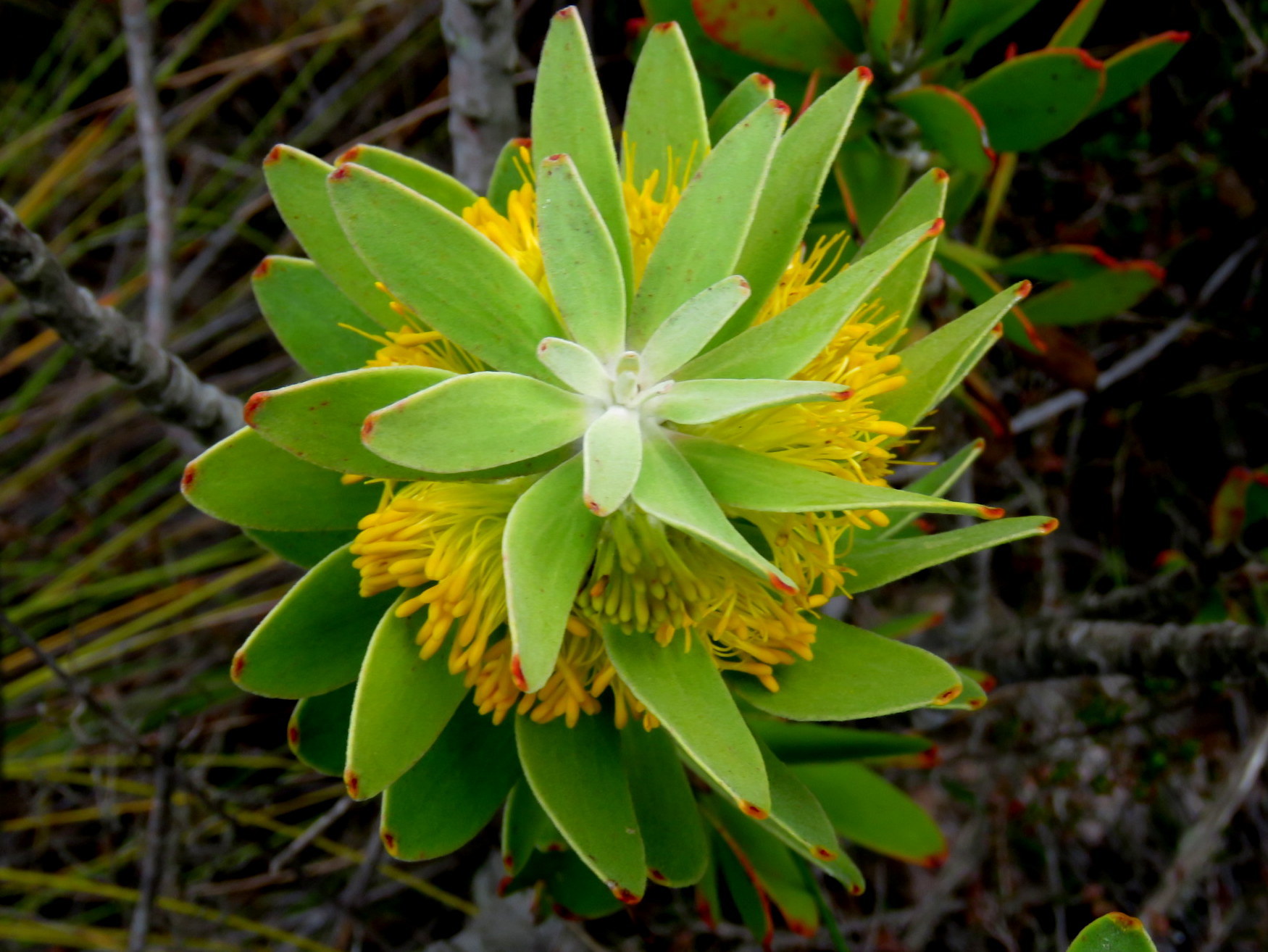 Mimetes chrysanthus Rourke