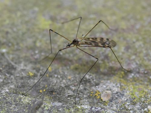 Limonia Hercegovinae · Inaturalist